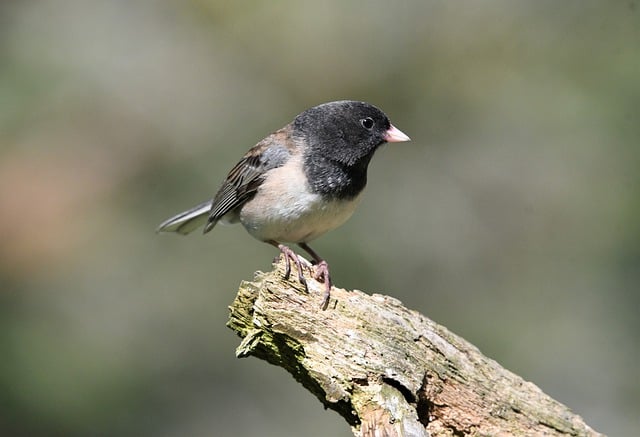 Atividade Usando Grid